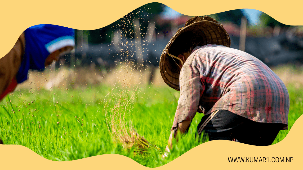 Essay on Rice Plantation Day || Dhan Diwas || Asar 15 || Dahi Chiura ...
